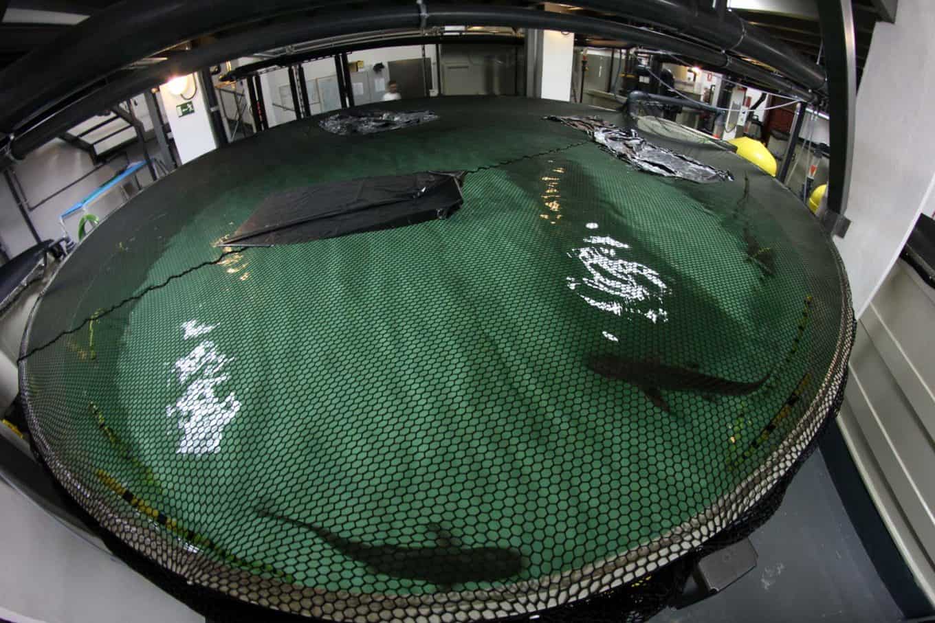 Aquarium Quarantine Systems & Fish Holding Tanks | MAT LSS