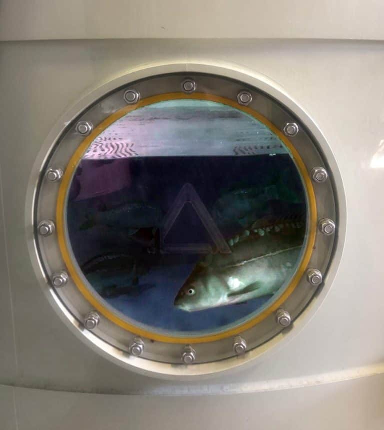 Aquarium Quarantine Systems & Fish Holding Tanks | MAT LSS